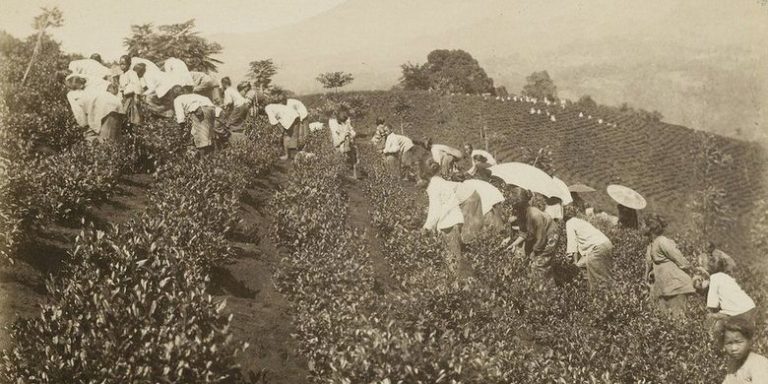 Cultuurstelsel Tanam Paksa: Penderitaan Rakyat di Sistem Kolonial ...